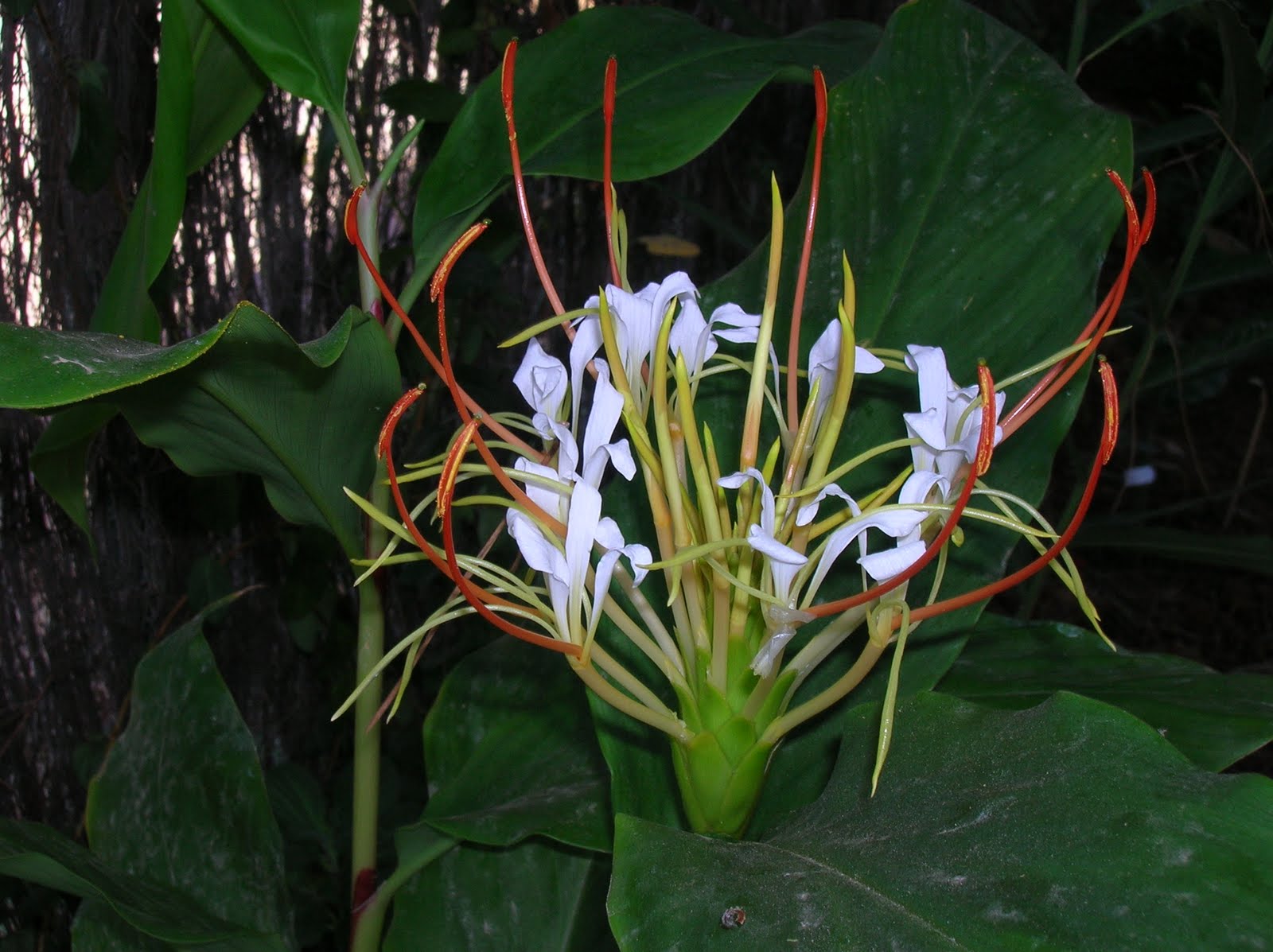 Recregarden: HEDYCHIUM ELLIPTICUM